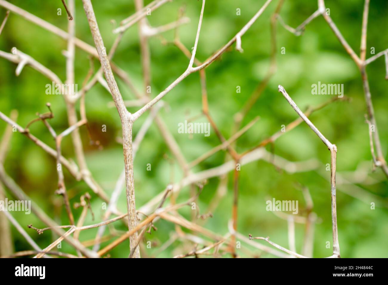 Dried plants are used for decorative purposes. Some dried plants ...