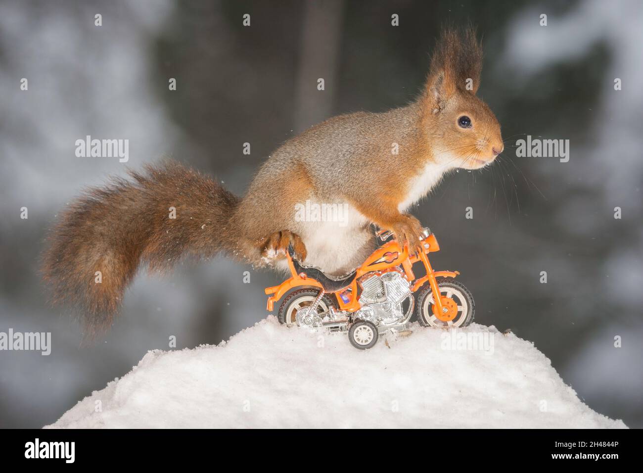 Santa bike snow hi-res stock photography and images - Alamy