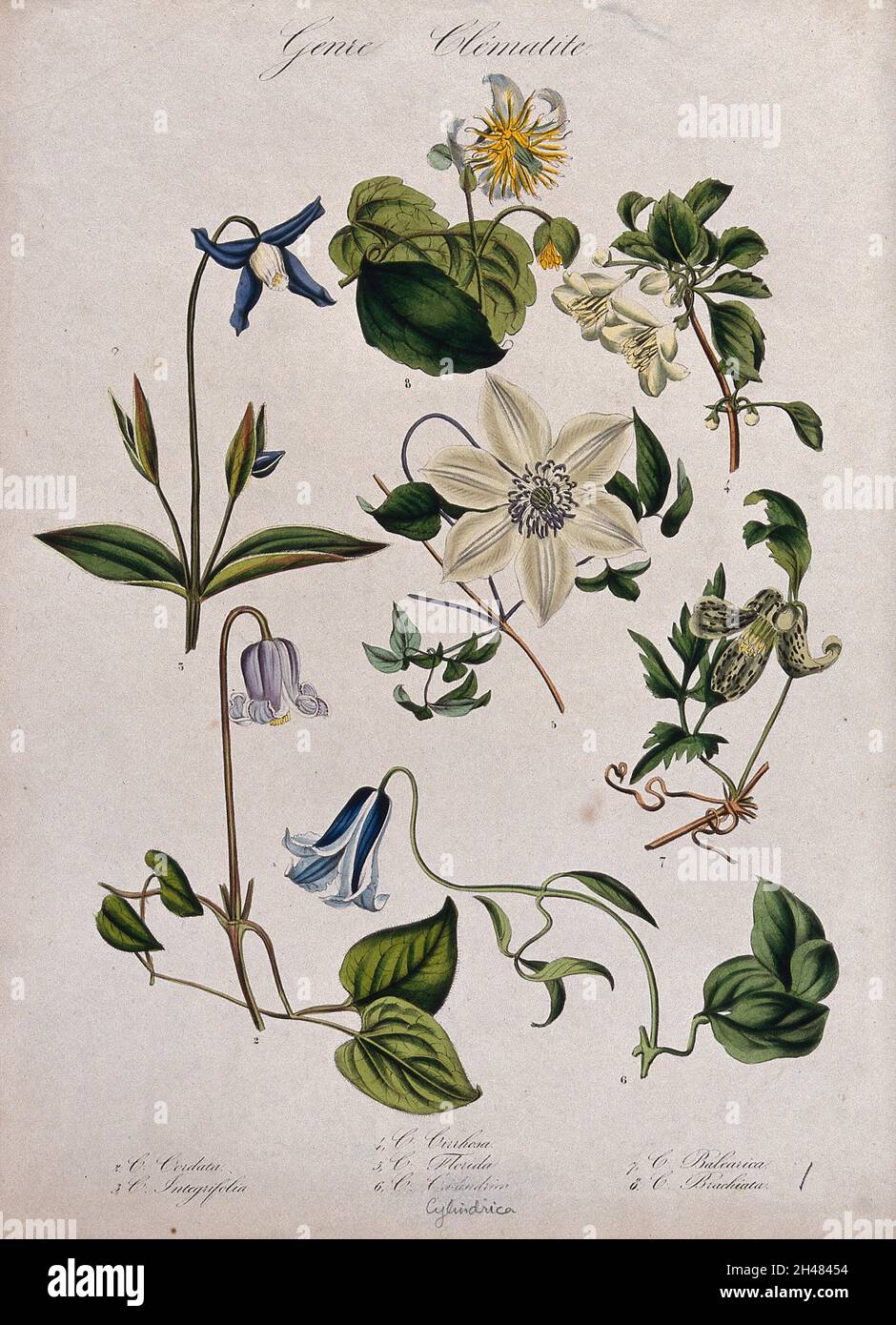 Seven different clematis plants (Clematis species): flowering stems ...