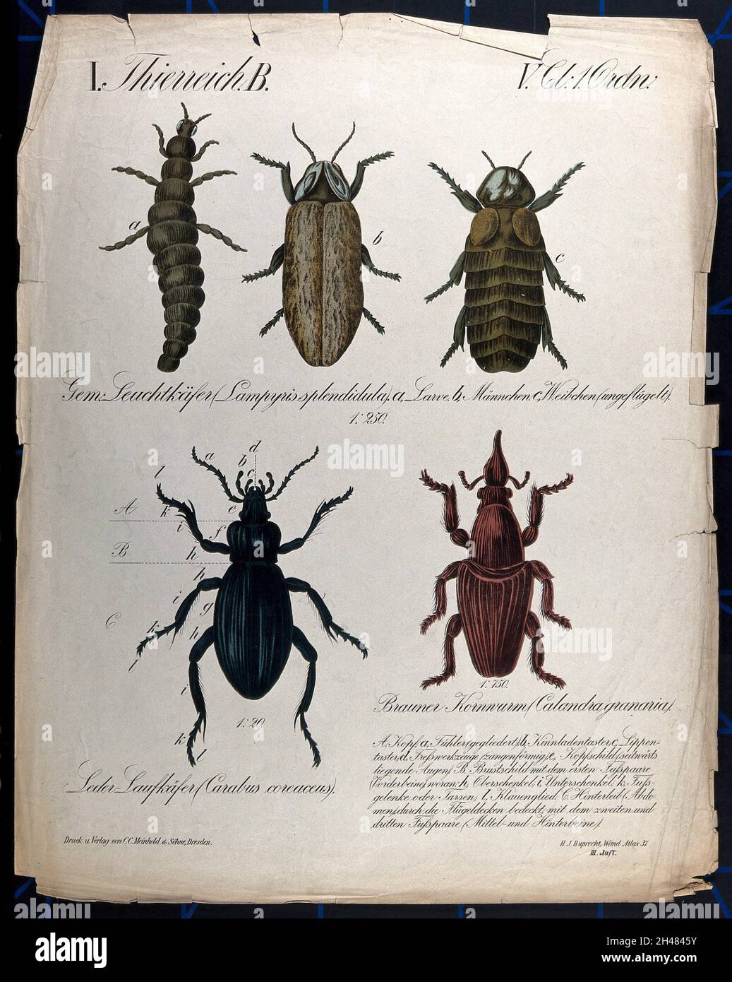 Beetles: five species, including larva. Chromolithograph, 1877 Stock ...