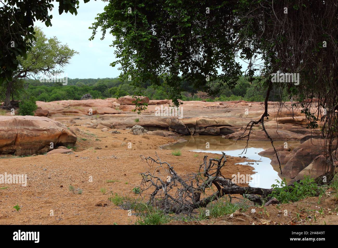 Afrikanischer Busch - Krügerpark - Red Rocks / African Bush - Kruger ...
