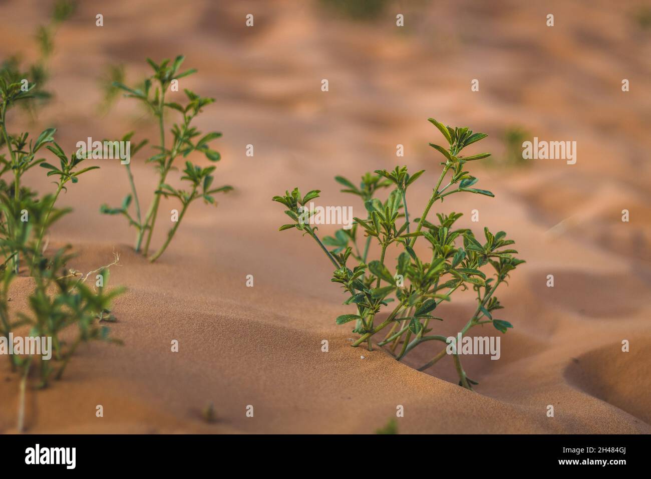 Grass on the sand in Coral Pink Sand Dunes State Park in southwestern ...