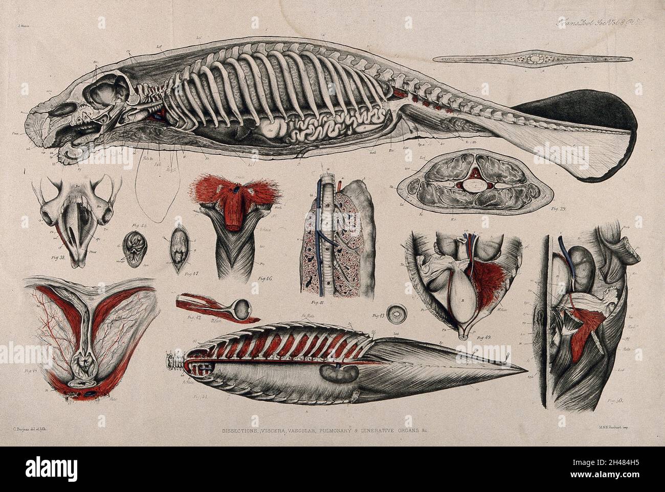 Dissection of a seal (or manatee?): fourteen figures showing the ...