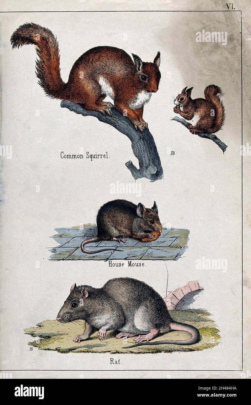 Above, two common squirrels sitting on a branch of a tree; middle, a ...