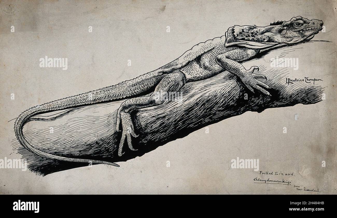 A frilled lizzard on a branch. Ink drawing by L. Beatrice Thompson ...