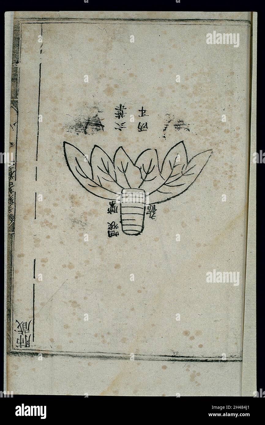 Anatomy of the lung in ancient Chinese medicine, woodcut Stock Photo ...