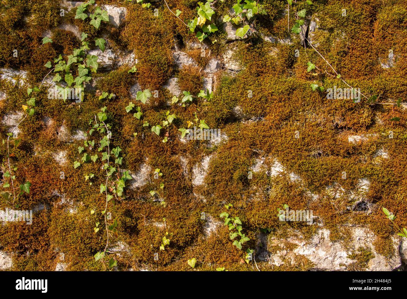 Old natural stone wall covered with green and brown moss and ivy for ...