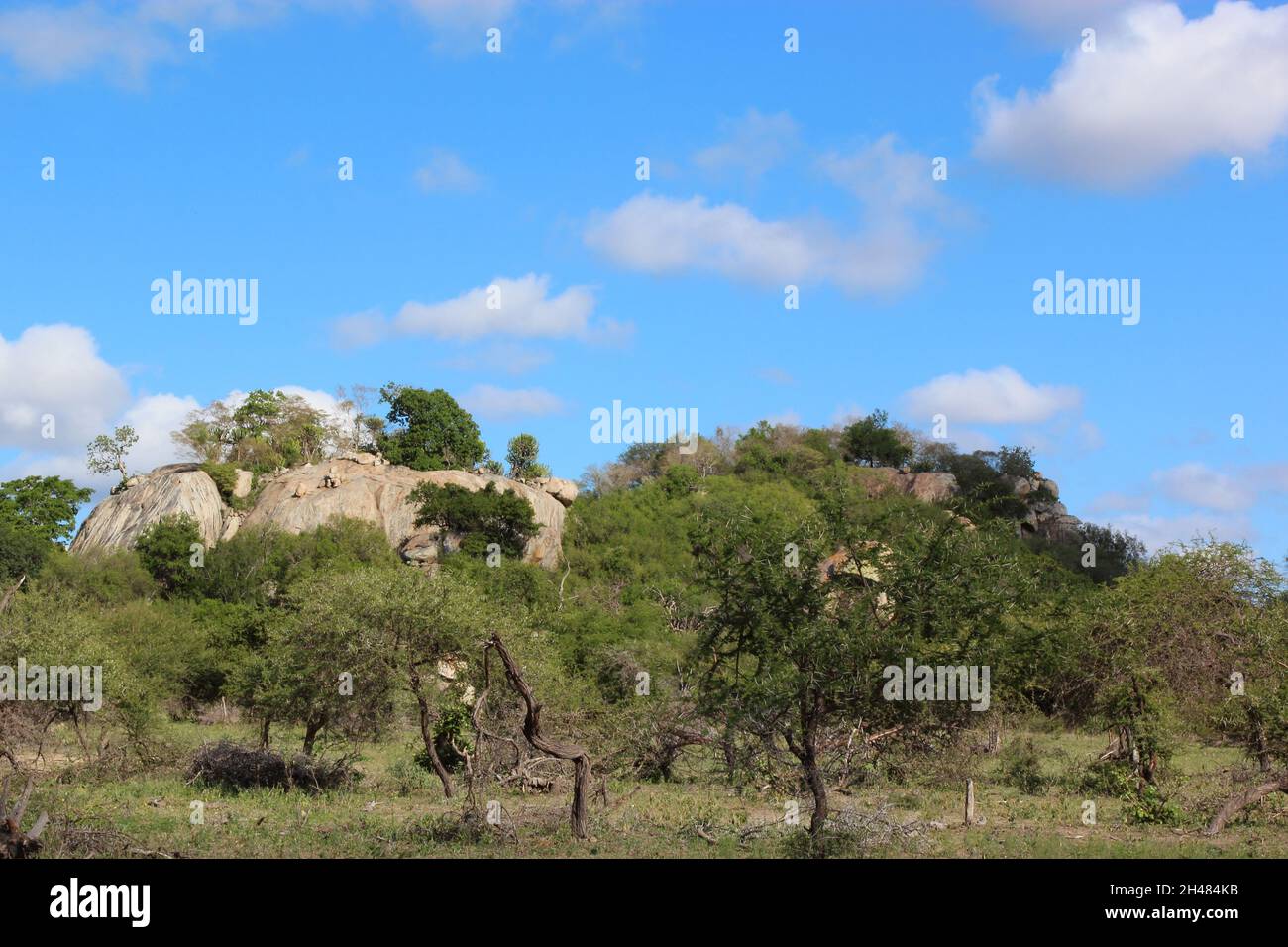 Afrikanischer Busch / African Bush Stock Photo - Alamy