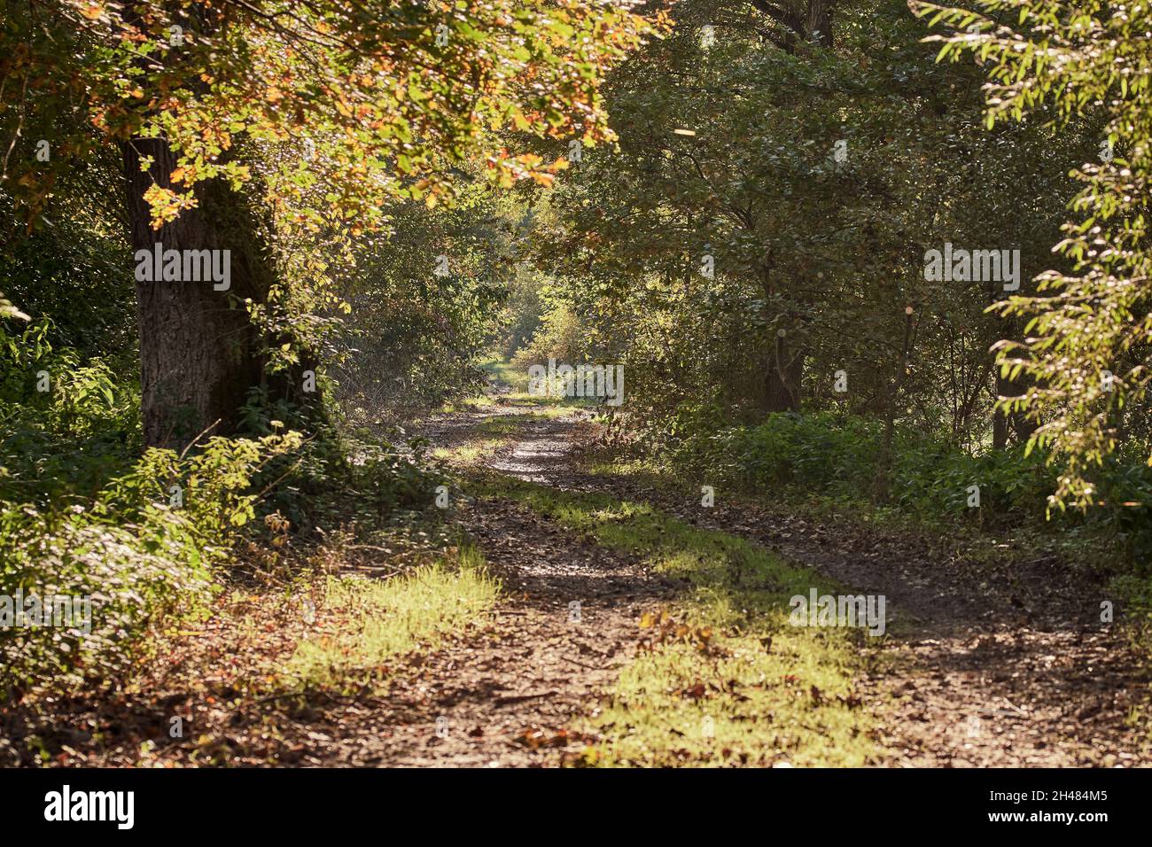 Sunshine forest path autumn hi-res stock photography and images - Alamy
