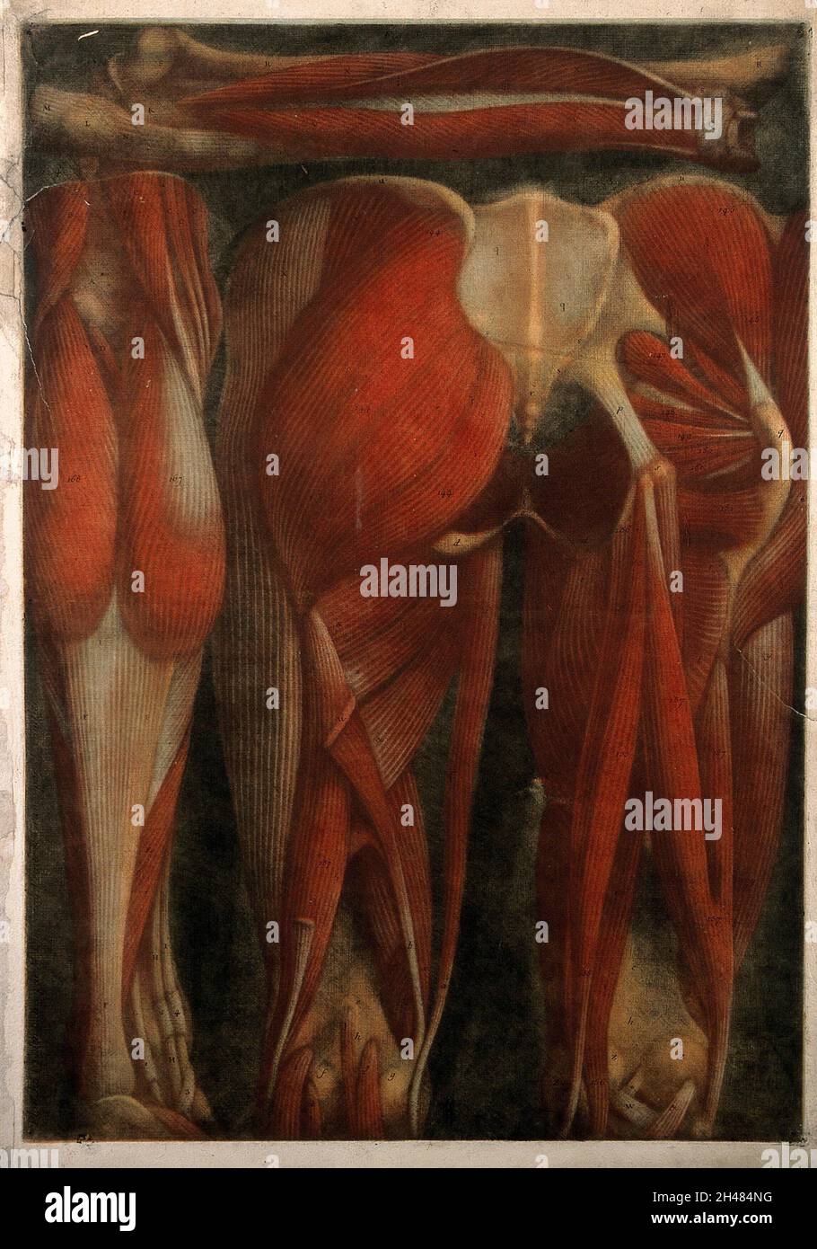 Muscles of the pelvis and leg: two écorchés, rear view. Colour ...