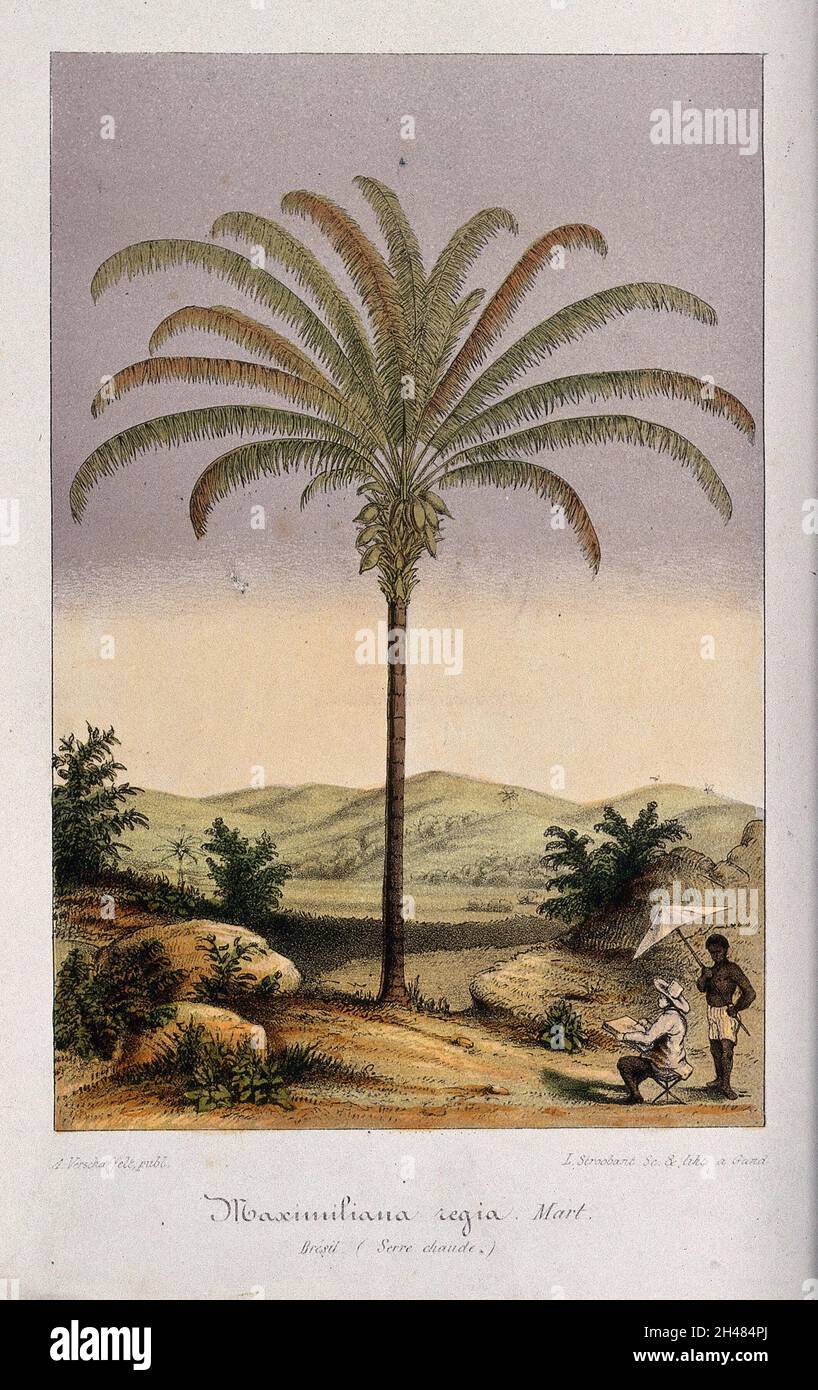 Maripa palm hi-res stock photography and images - Alamy