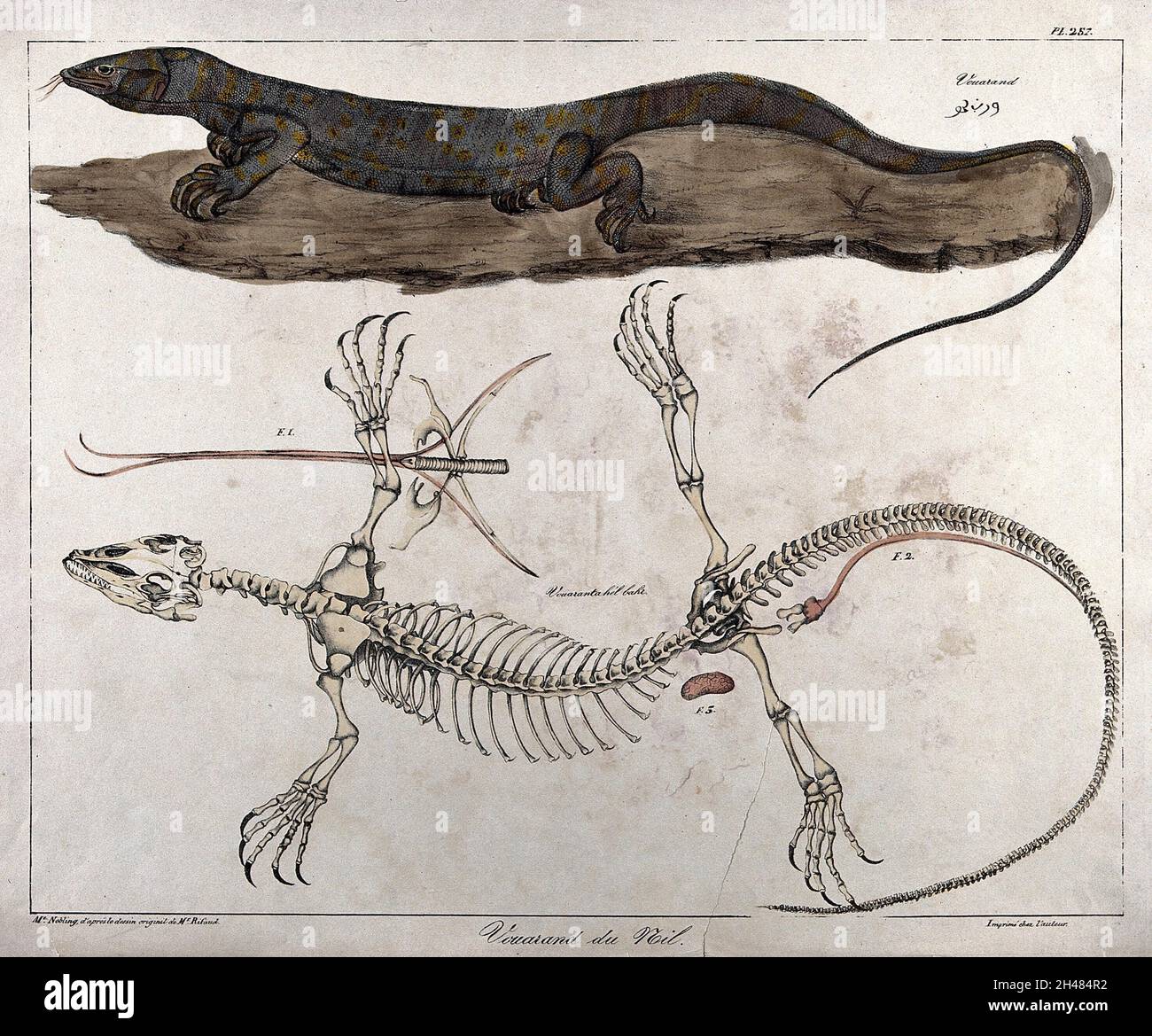 Reptile skeleton hi-res stock photography and images - Alamy