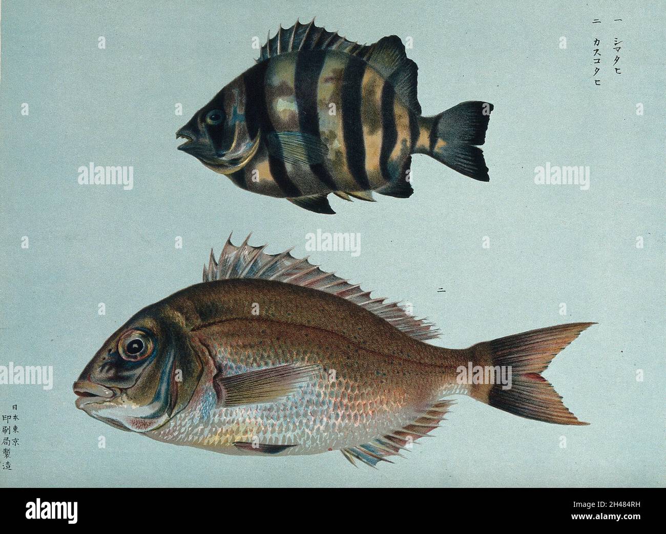 Two fish. Colour lithograph, 1884 Stock Photo - Alamy