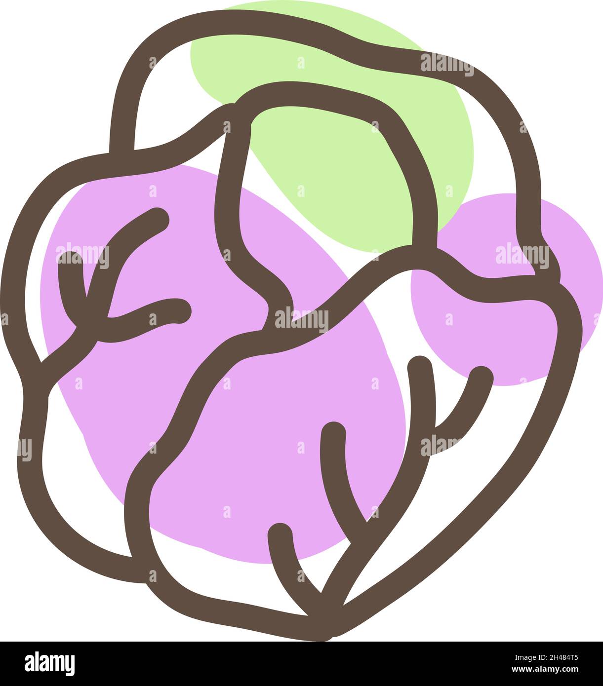 Purple cabbage, illustration, vector, on a white background Stock ...