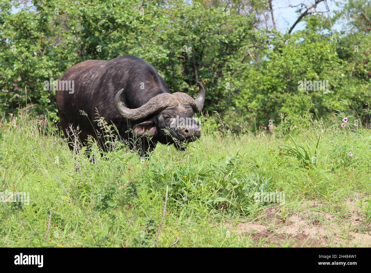 Kaffernbüffel / African buffalo / Syncerus caffer Stock Photo - Alamy