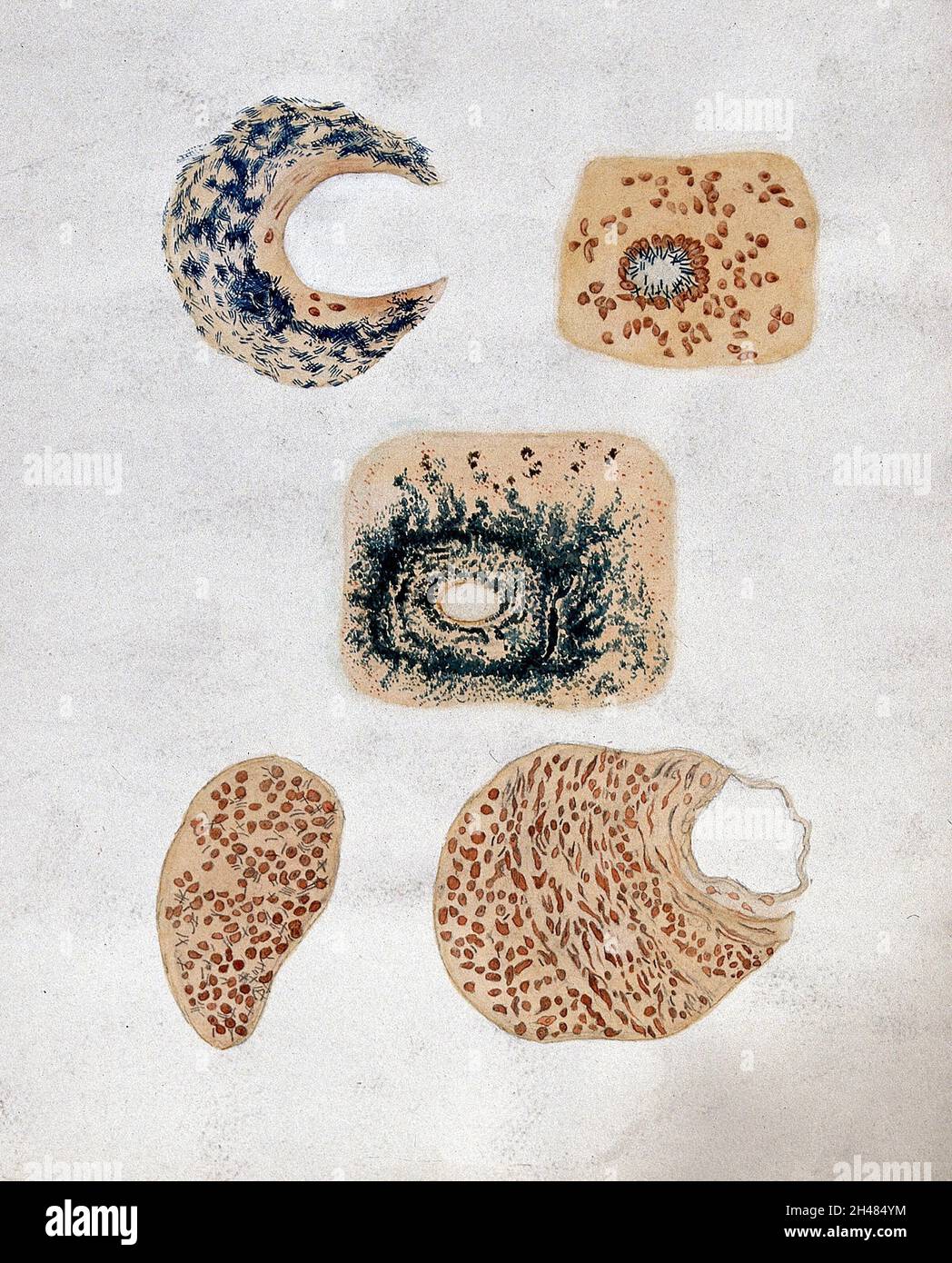 Microscopy: five micro-cellular organisms. Coloured drawing Stock Photo ...