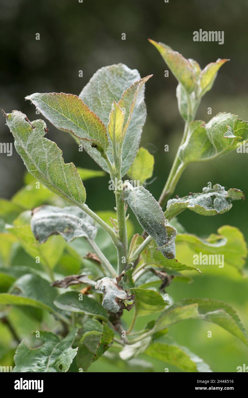 Powdery mildew apple leaf hi-res stock photography and images - Alamy