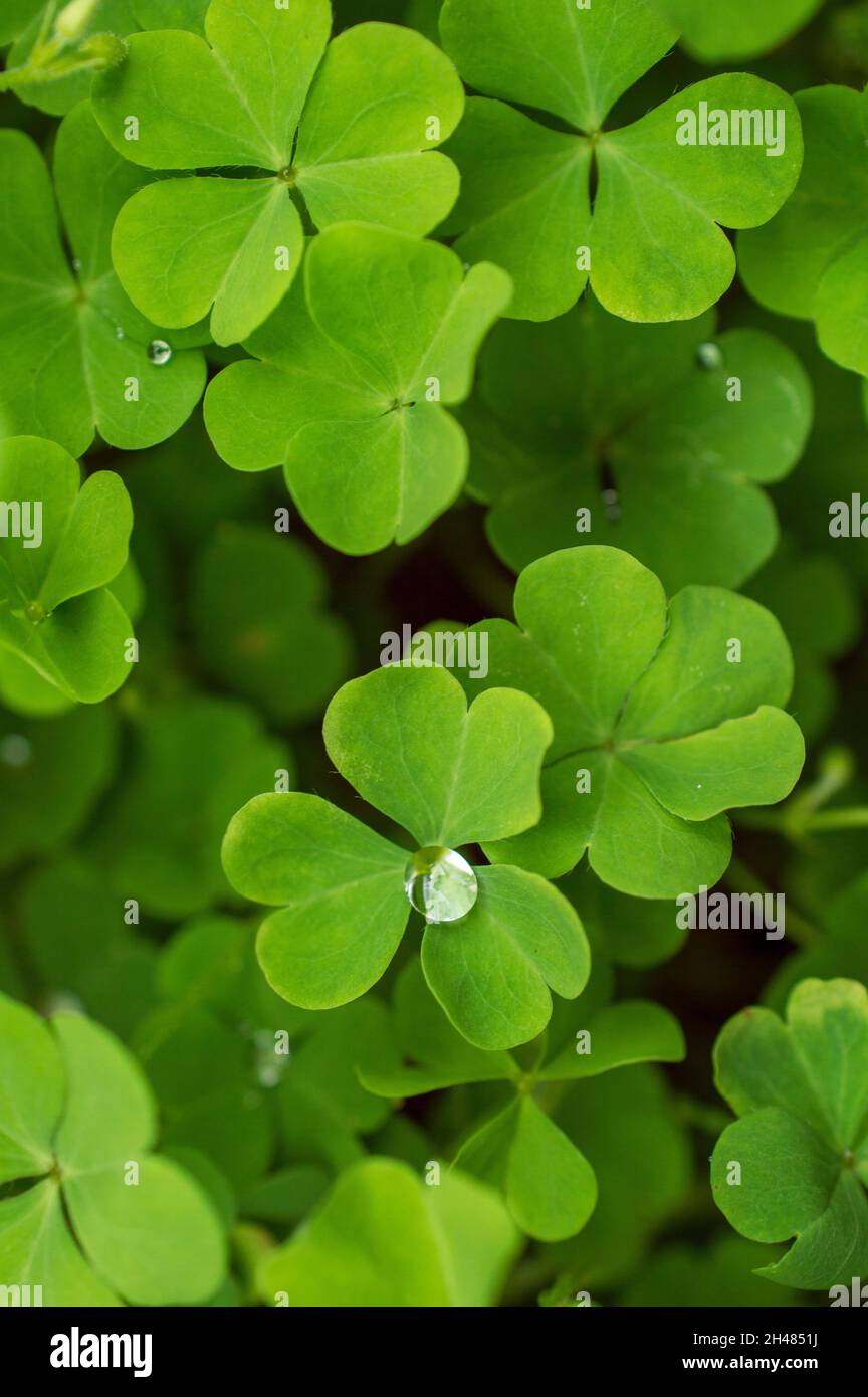 As a medicinal, wood sorrel has been used topically to cool skin ...