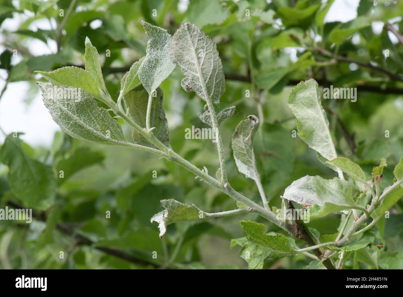 Primary powdery mildew ( Podosphaera leucotricha) white mycelium and ...