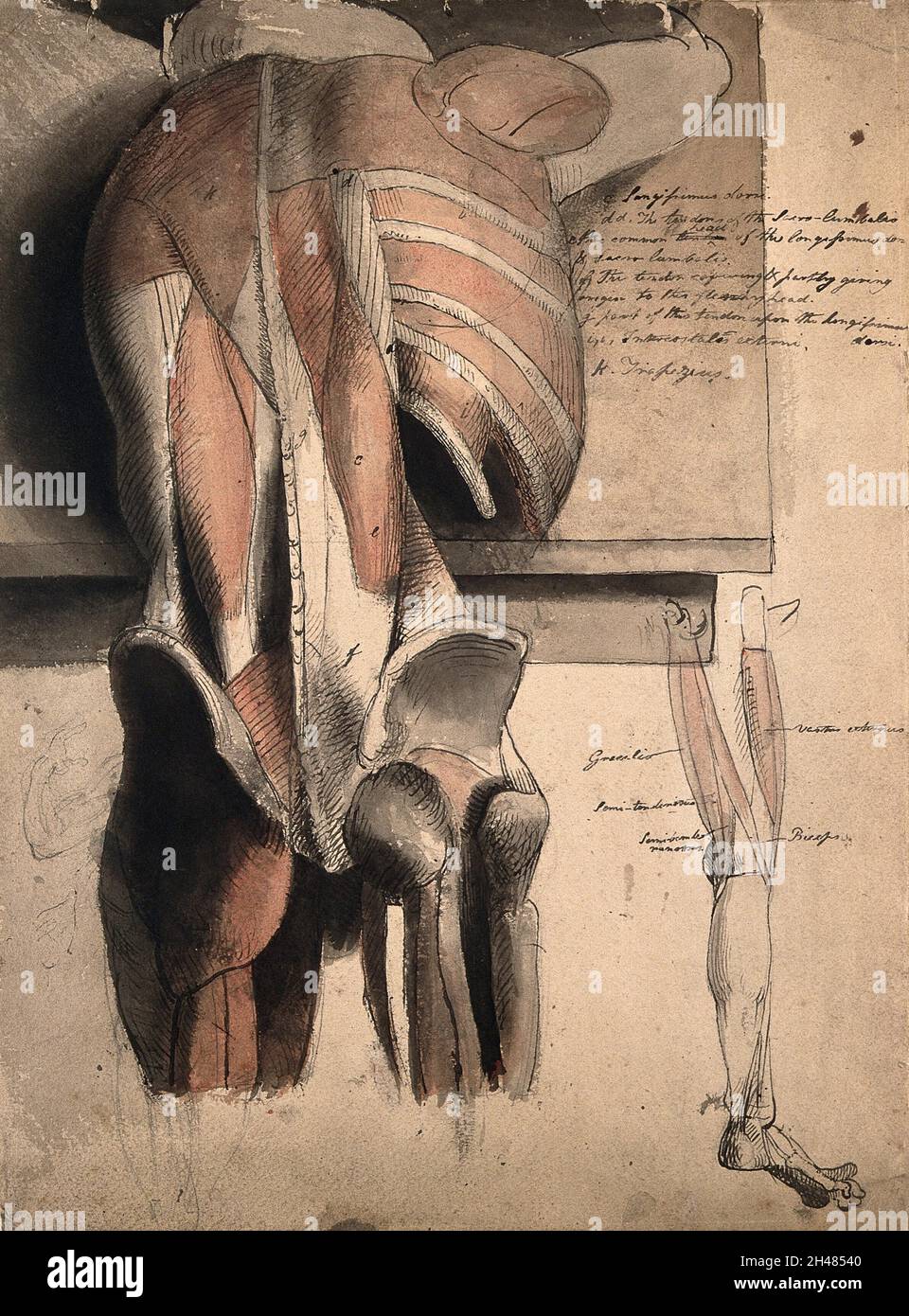 A prone écorché figure, seen from behind, resting on a table, with the ...