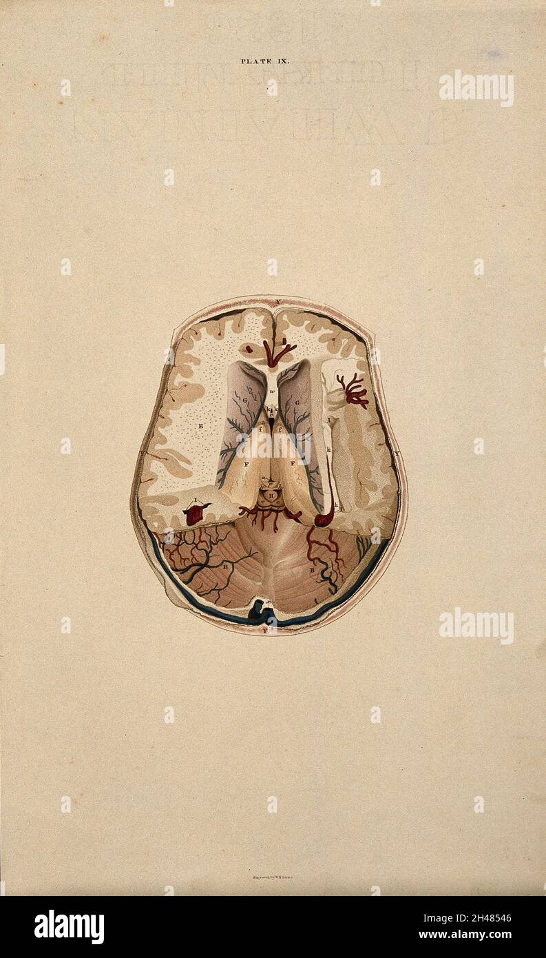 Brain: dissection showing a horizontal section. Coloured line engraving ...