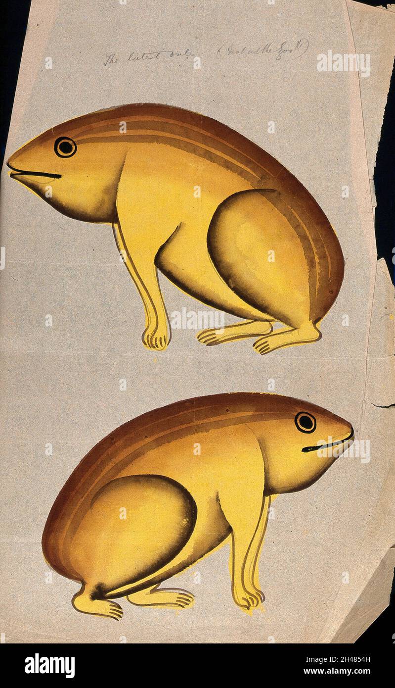 Two frogs. Watercolour drawing Stock Photo - Alamy