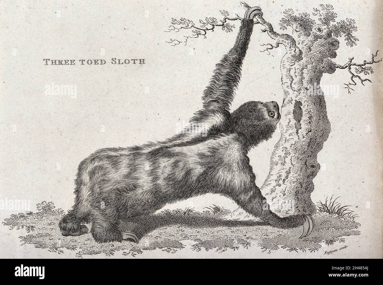 A Three Toed Sloth reaching up to a tree branch. Etching by Eastgate ...