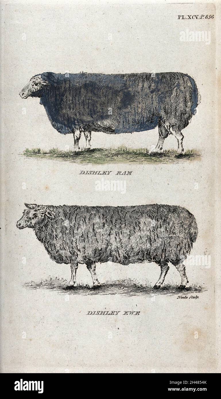 A Dishley ram and a Dishley ewe. Coloured stipple engraving by Neele ...