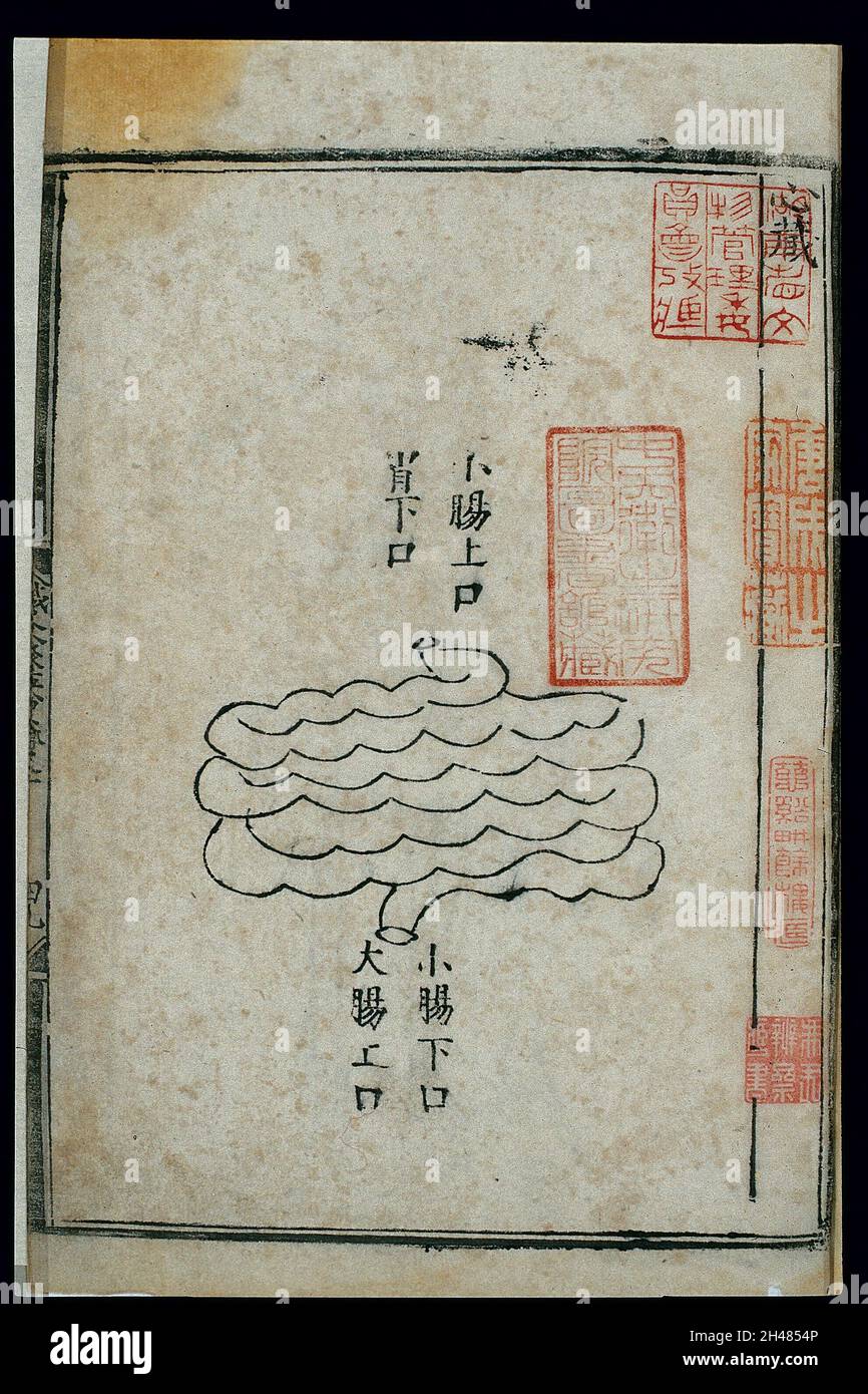 Chinese medicine organs hi-res stock photography and images - Alamy