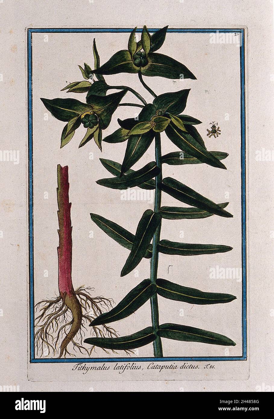 A plant (Euphorbia sp.): flowering and fruiting plant with separate ...