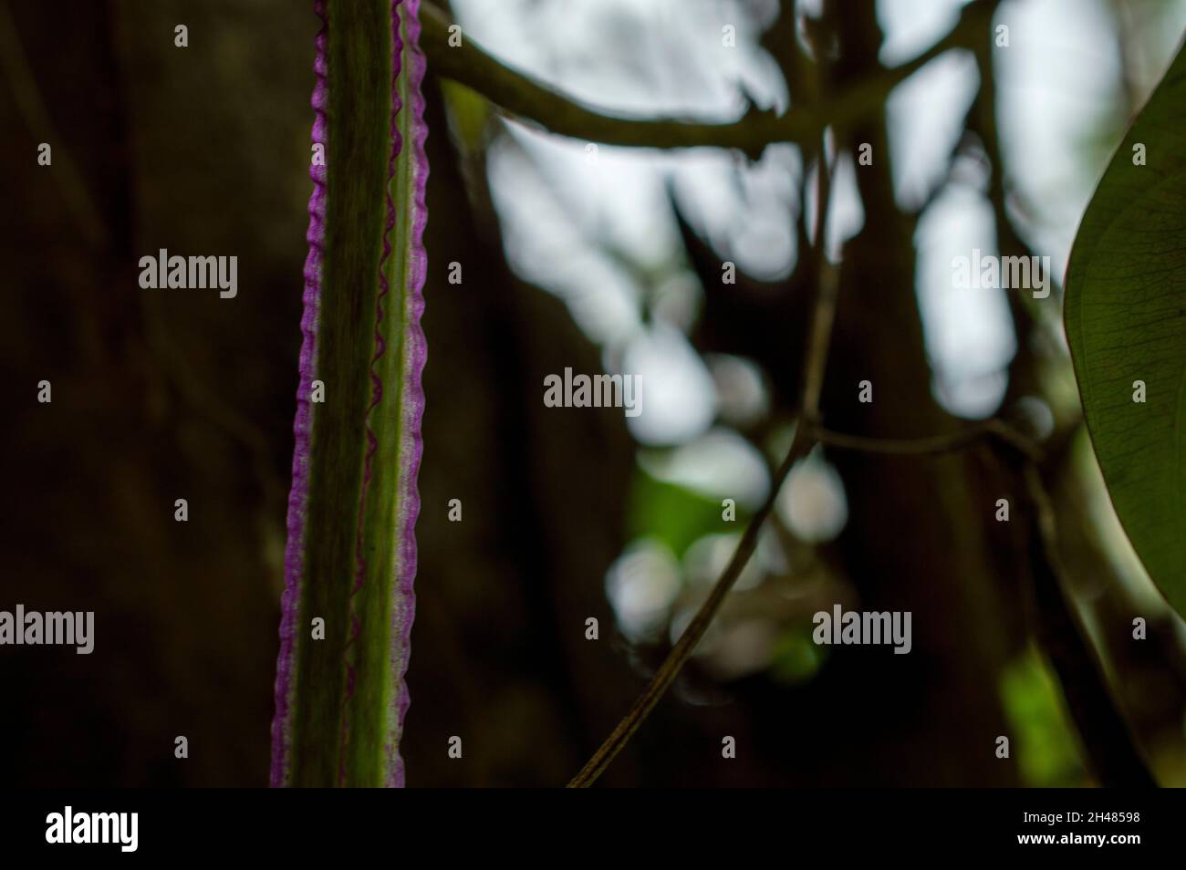 Climber plants are plants that attaches itselt to an external support ...