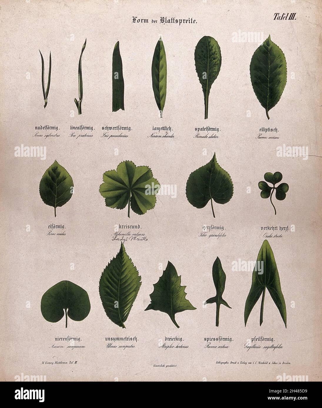 Fifteen plant leaves, all of different shapes. Chromolithograph, c ...