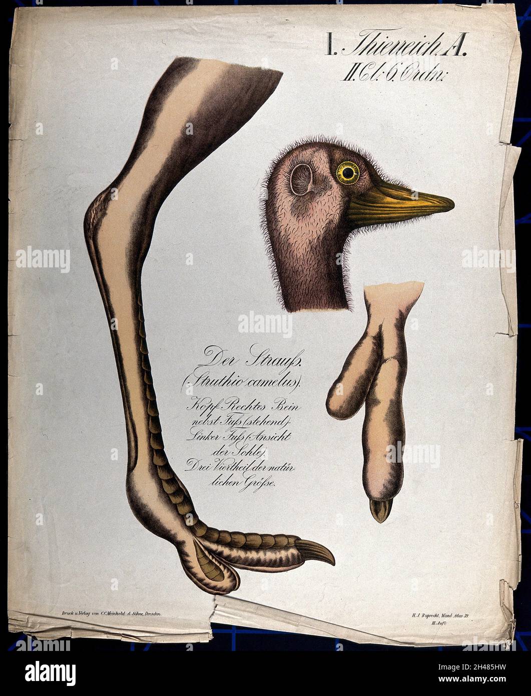 Head, leg and foot of an ostrich: three figures. Chromolithograph, 1877 ...