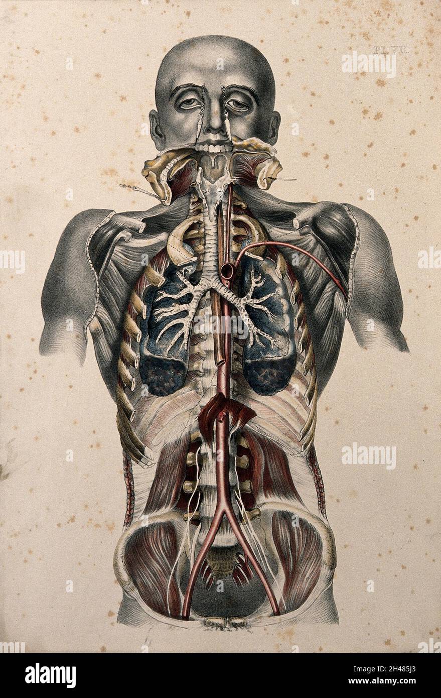 The body of a standing man with his head shaved and his trunk dissected ...