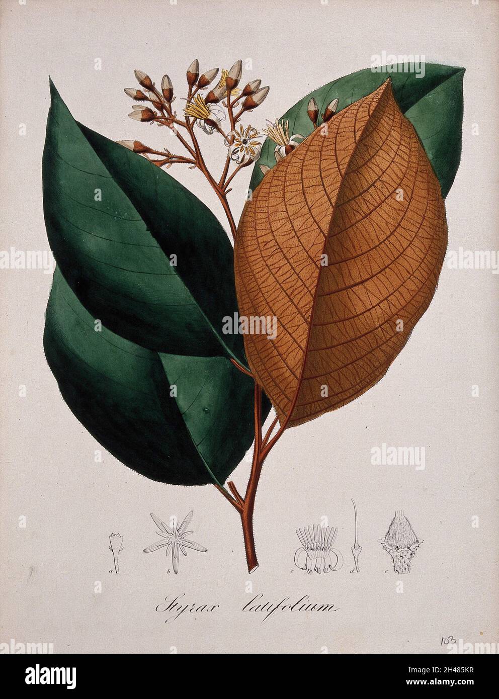 A plant (Styrax latifolium): flowering stem and floral segments ...