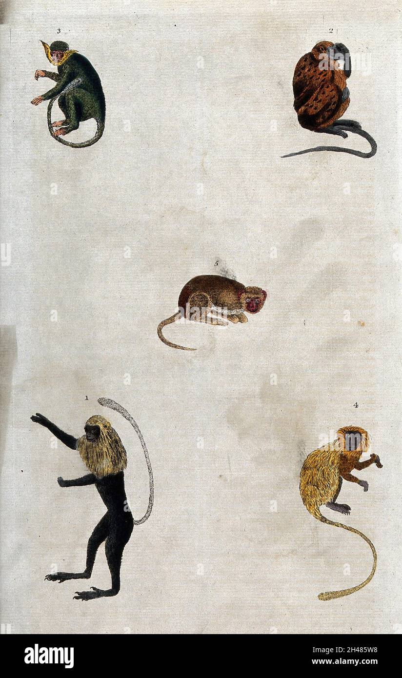 Numbered anatomy hi-res stock photography and images - Alamy