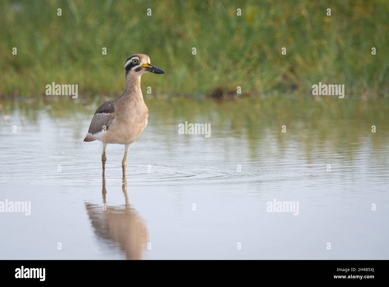 The great stone-curlew or great thick-knee (Esacus recurvirostris) is a ...