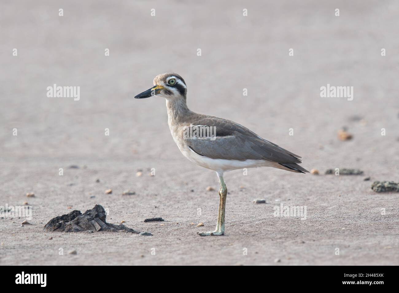 The great stone-curlew or great thick-knee (Esacus recurvirostris) is a ...