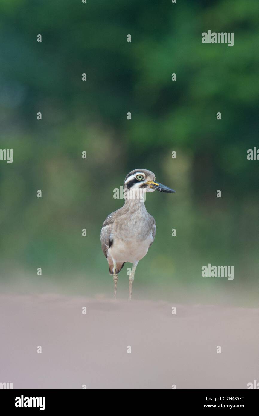 The great stone-curlew or great thick-knee (Esacus recurvirostris) is a ...