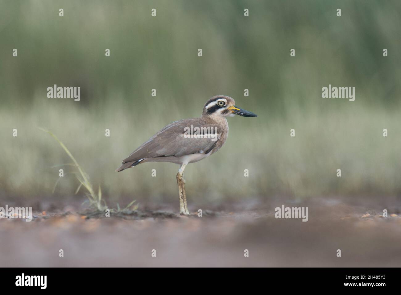 The great stone curlew hi-res stock photography and images - Alamy