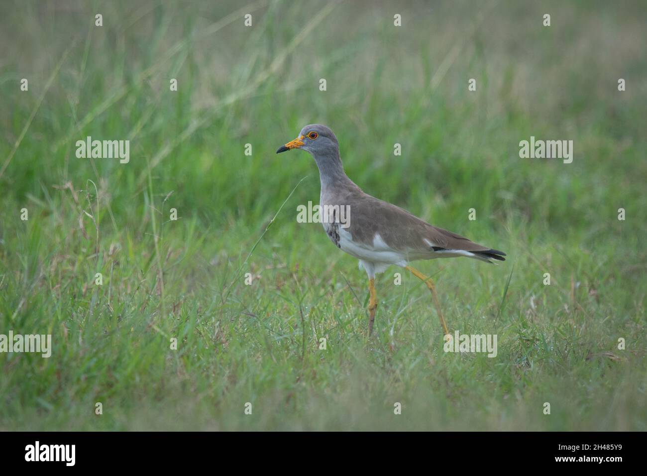 The grey-headed lapwing (Vanellus cinereus) is a lapwing species which ...