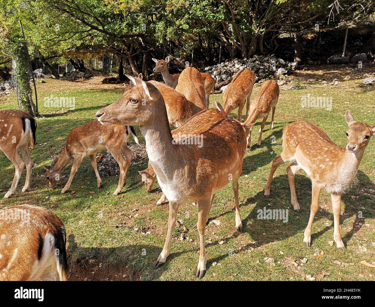 Flock of female fallow deer in the National park of Abruzzo, Italy ...