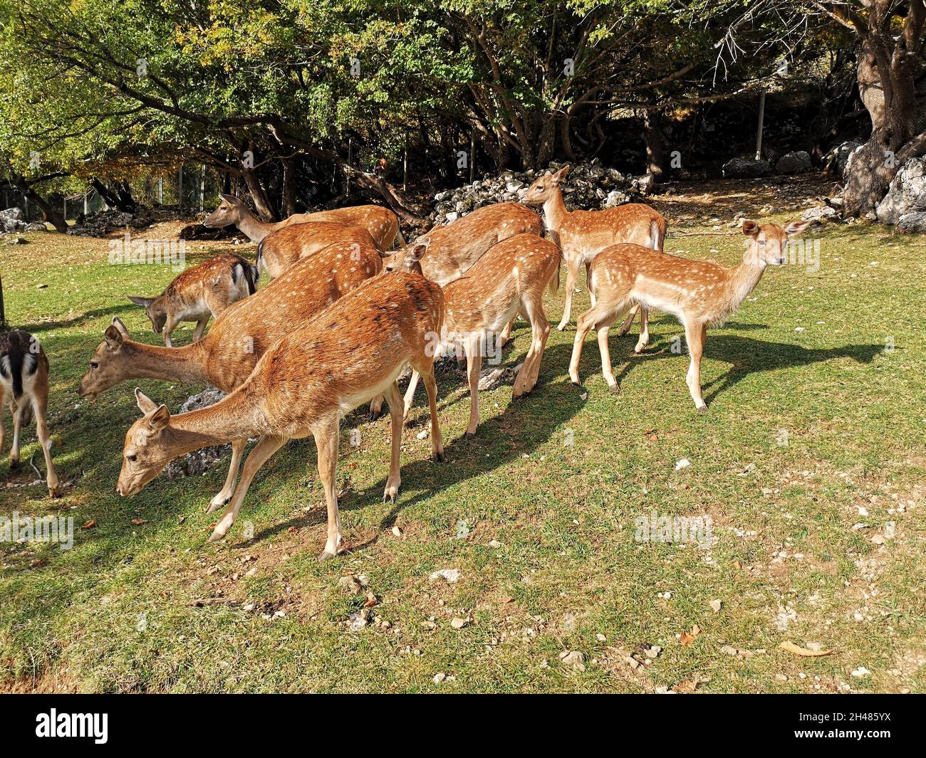 Flock of female European fallow deer in the national park of Abruzzo ...