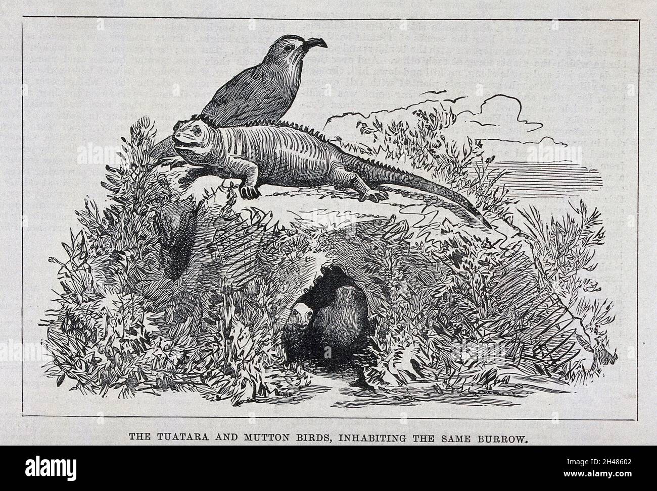 Tuatara burrow hi-res stock photography and images - Alamy