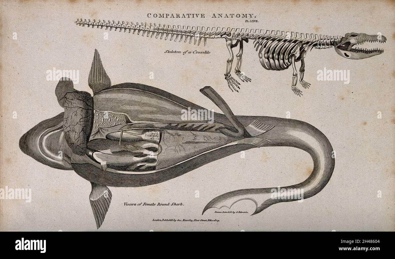 Skeleton of a crocodile with a dissection of a female round shark. Line ...