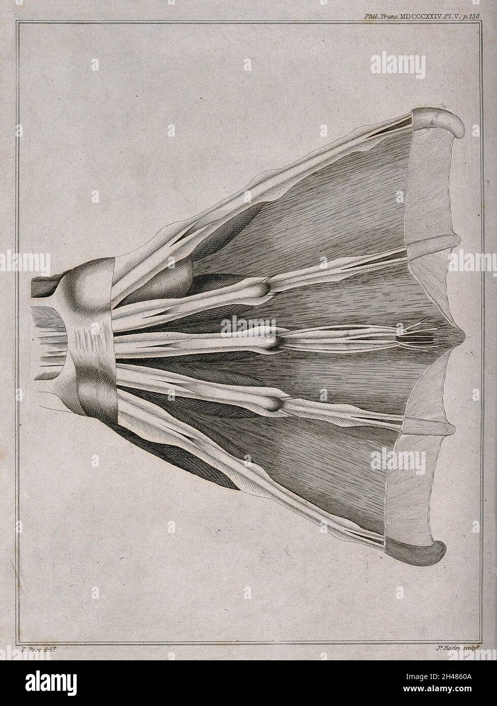 L ecorche hi-res stock photography and images - Alamy