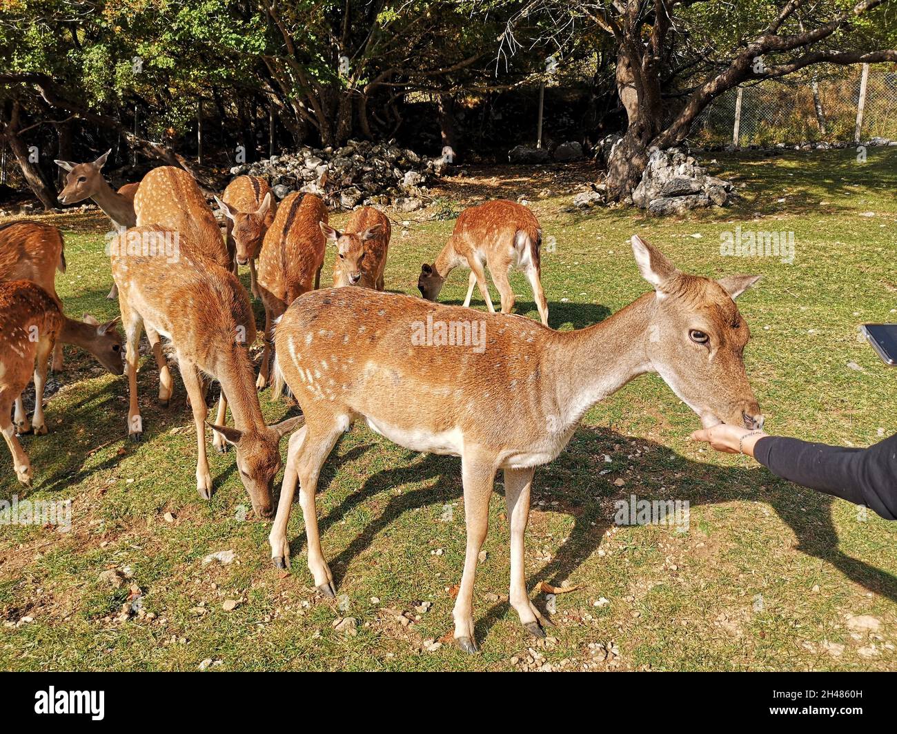 Closeup of a flock of female fallow deer in the National park of ...