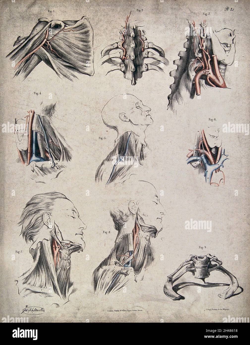 The circulatory system: dissections of the neck and shoulder, with ...