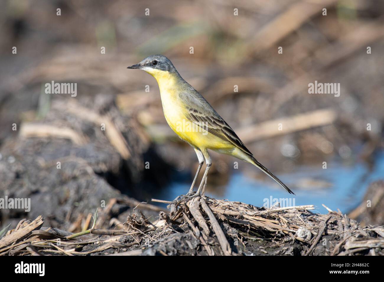 Eastern Yellow wagtail. Attractive ground-dwelling bird. Slender and ...