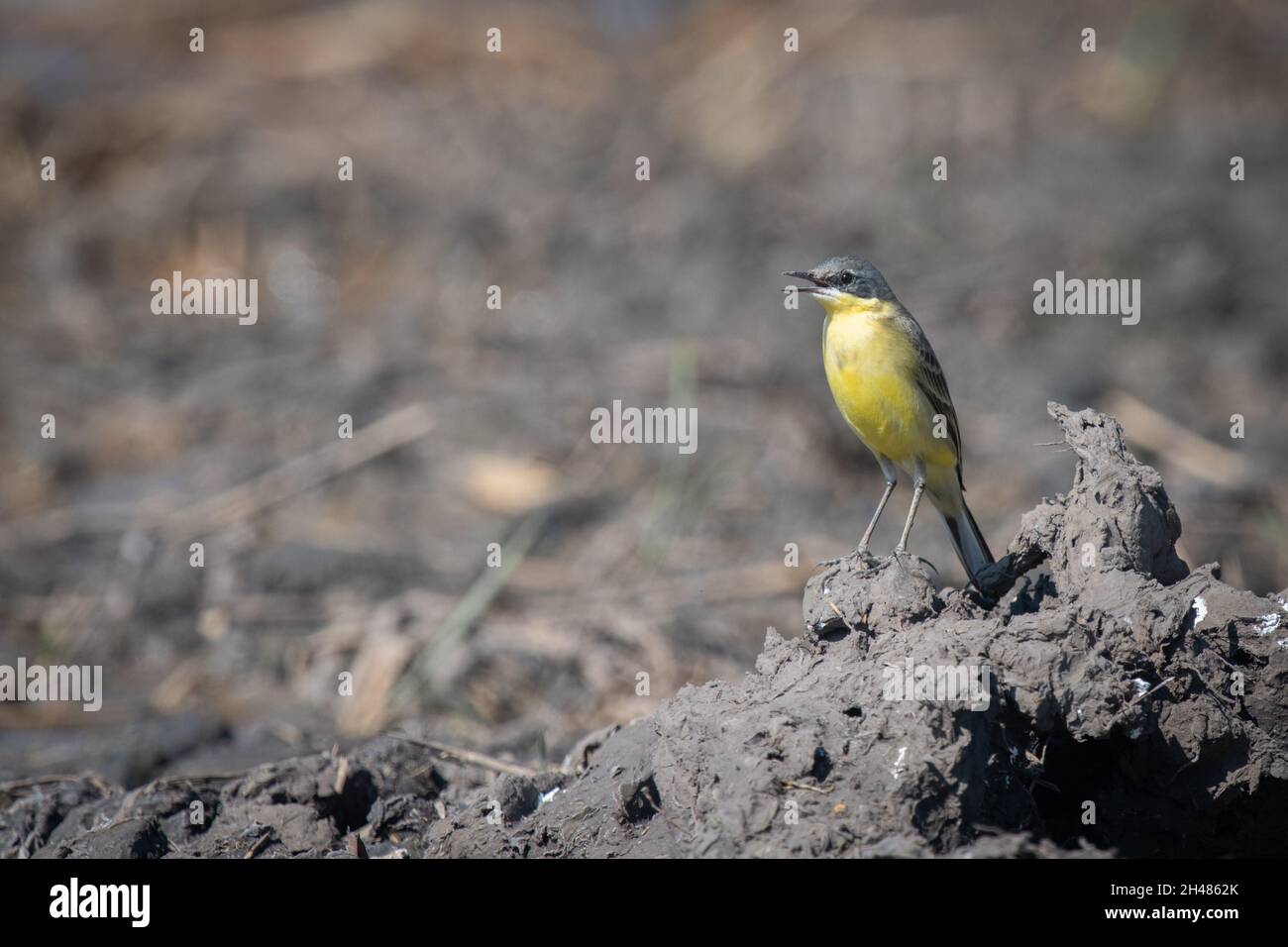 Eastern Yellow wagtail. Attractive ground-dwelling bird. Slender and ...